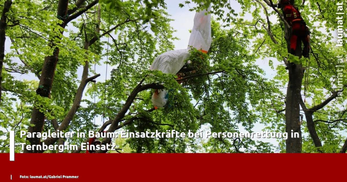 Paragleiter in Baum: Einsatzkräfte bei Personenrettung in Ternberg im ...